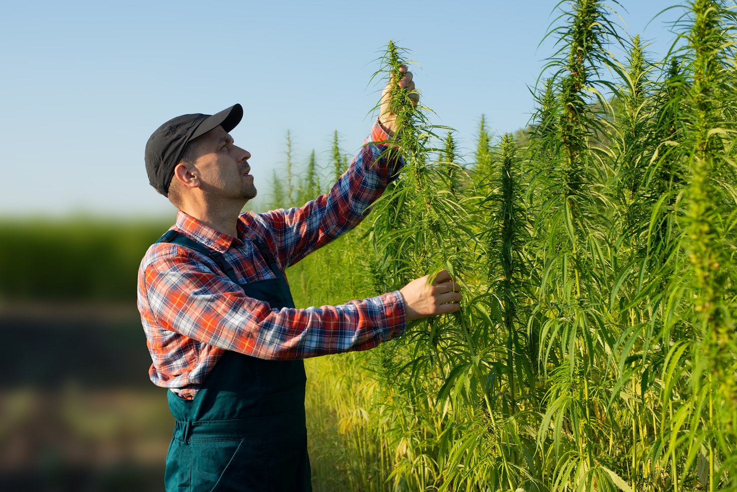USDA Revises Rules on Crop Insurance for Hemp Producers